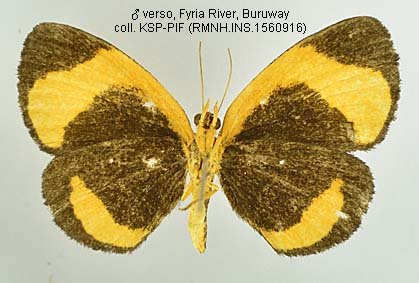 Papua Insects Foundation (Lepidoptera/Callidulidae/Callidula evander)